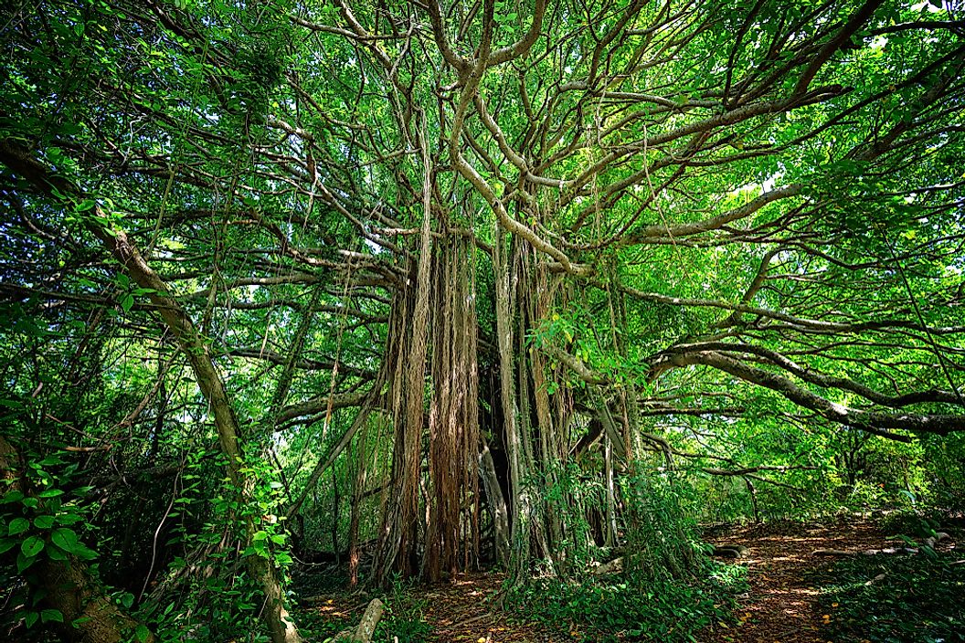 Strangler fig pattern | Exeal